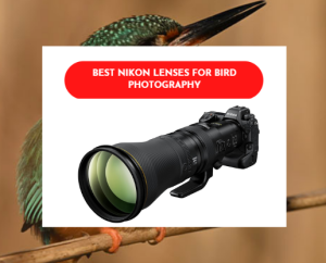 8 Best Nikon Lenses for Bird Photography - Optics Arena